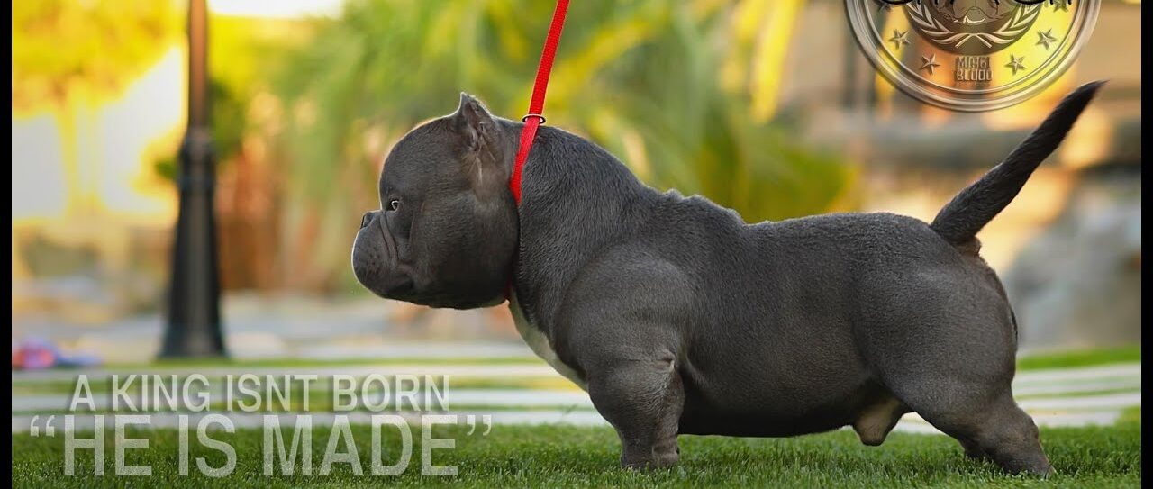 Exotic Bully - Cães Exóticos da raça American Bully