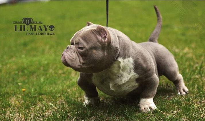 Exotic Bully - Cães Exóticos da raça American Bully