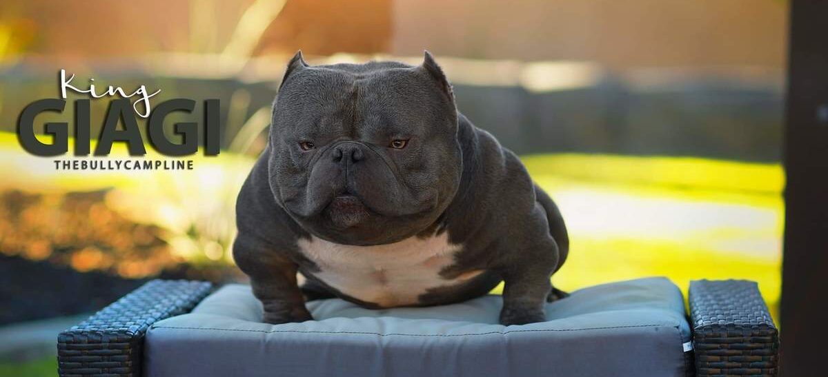 Exotic Bully - Cães Exóticos da raça American Bully