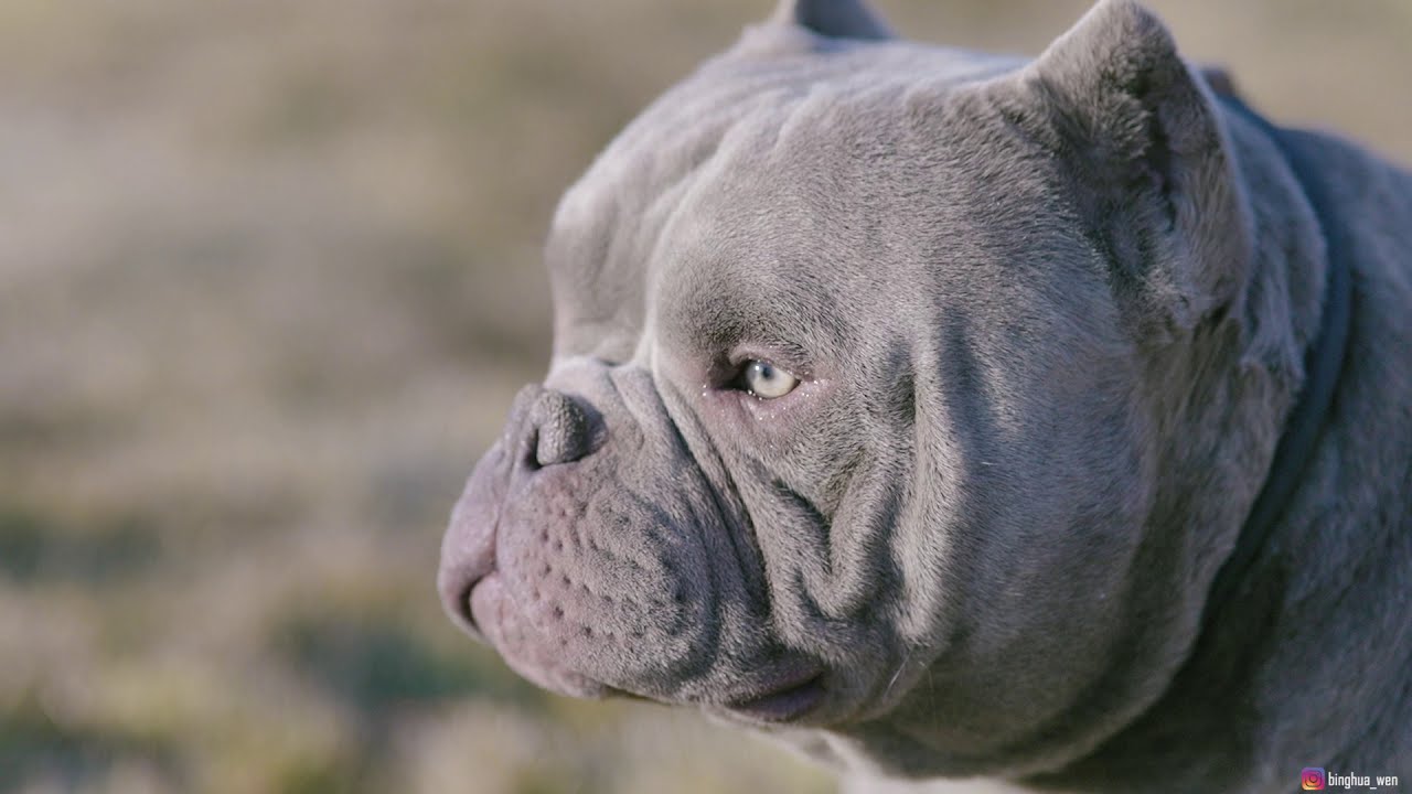 Exotic Bully - Cães Exóticos da raça American Bully