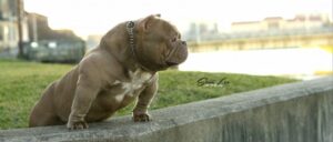 Exotic Bully - Cães Exóticos da raça American Bully